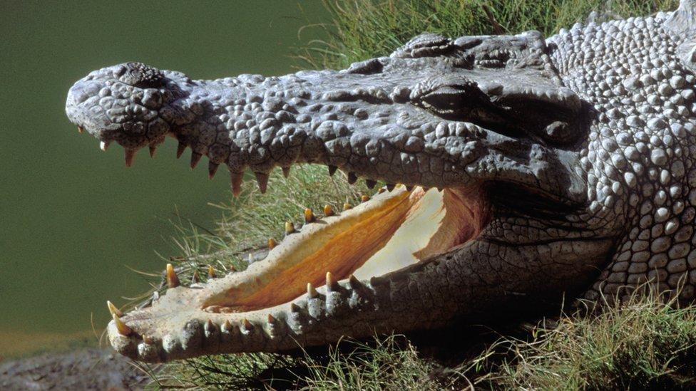 Missing man found inside crocodile