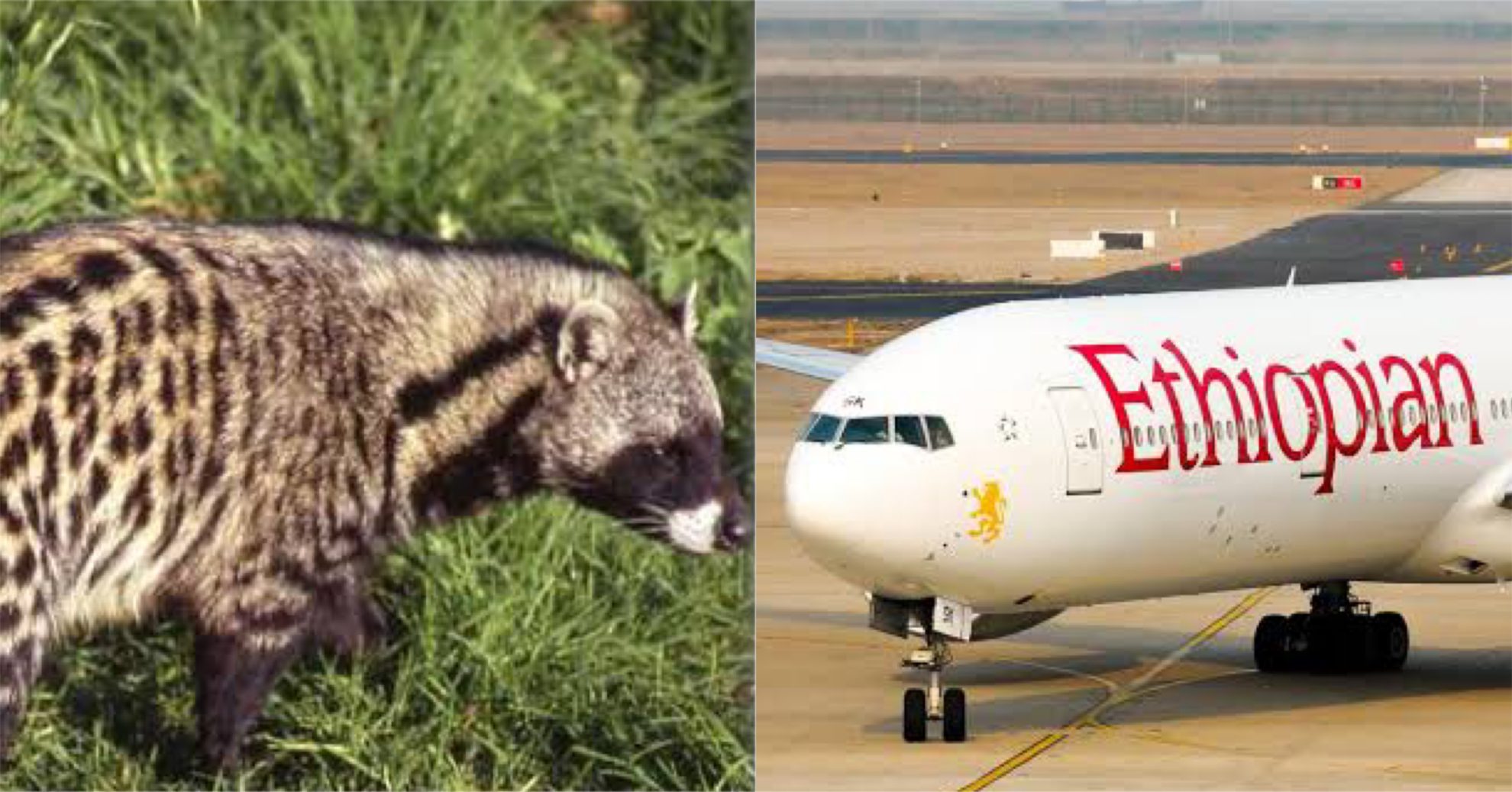 Animal Cruelty: Ethiopian Airlines ships West Africa's exotic wildlife ...