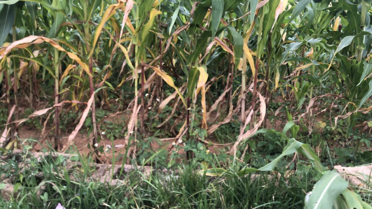 Climate Change: Plateau farmers seek alternatives as they battle rain ...