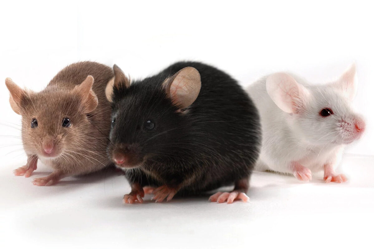 Lassa Fever: Oyo govt confirms five cases, one death