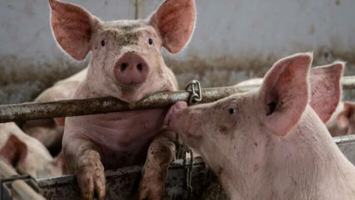 Nigeria leads in pork production in Africa, says association